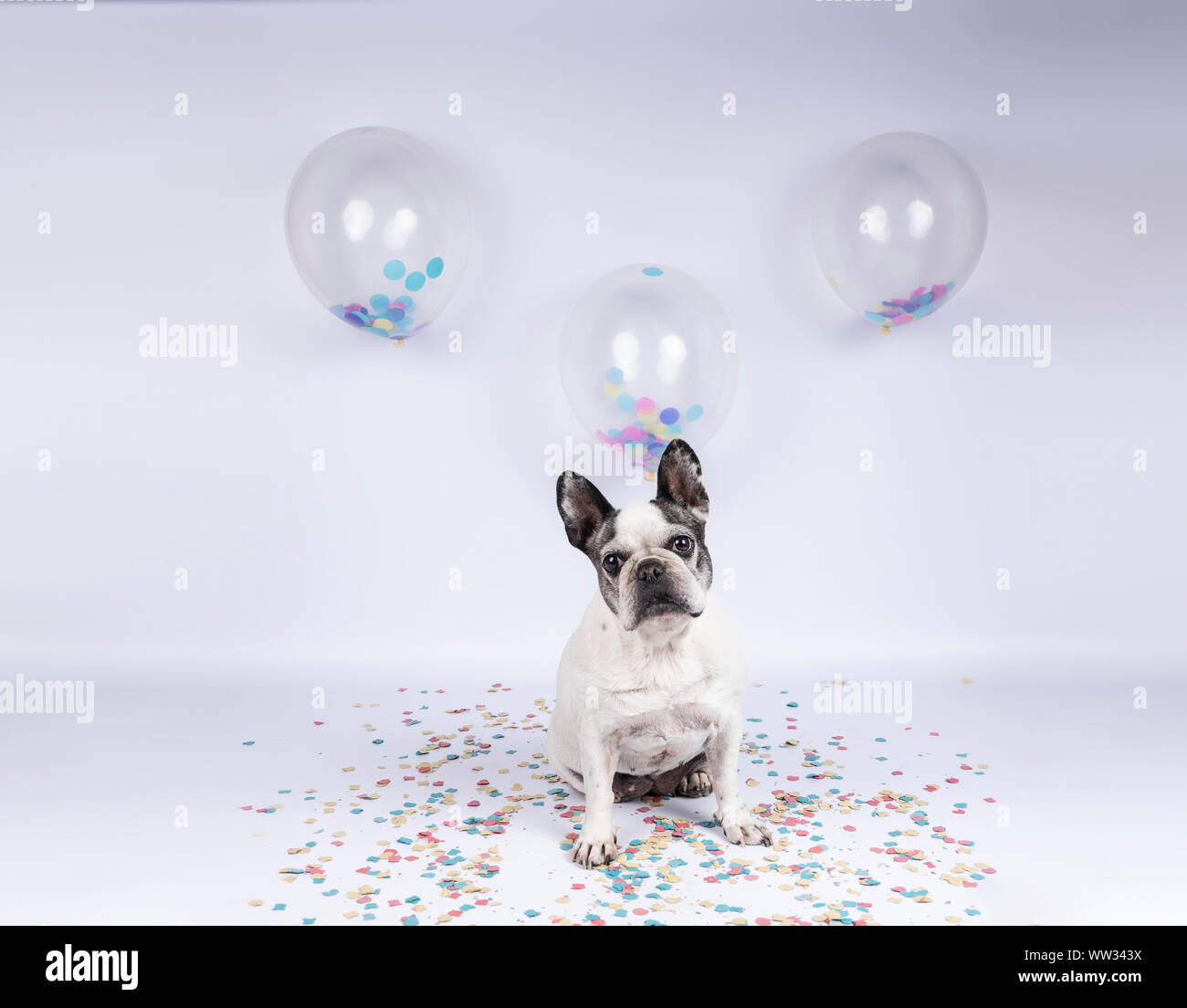 older french bulldog celebrating birthday with balloons and confetti on ...