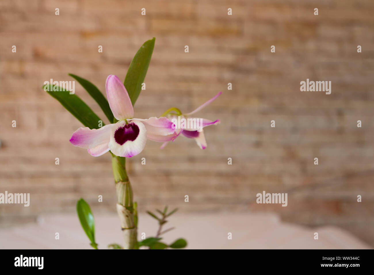 Noble dendrobium (Dendrobium nobile hybrid), Portuguese: Dendrobio ...