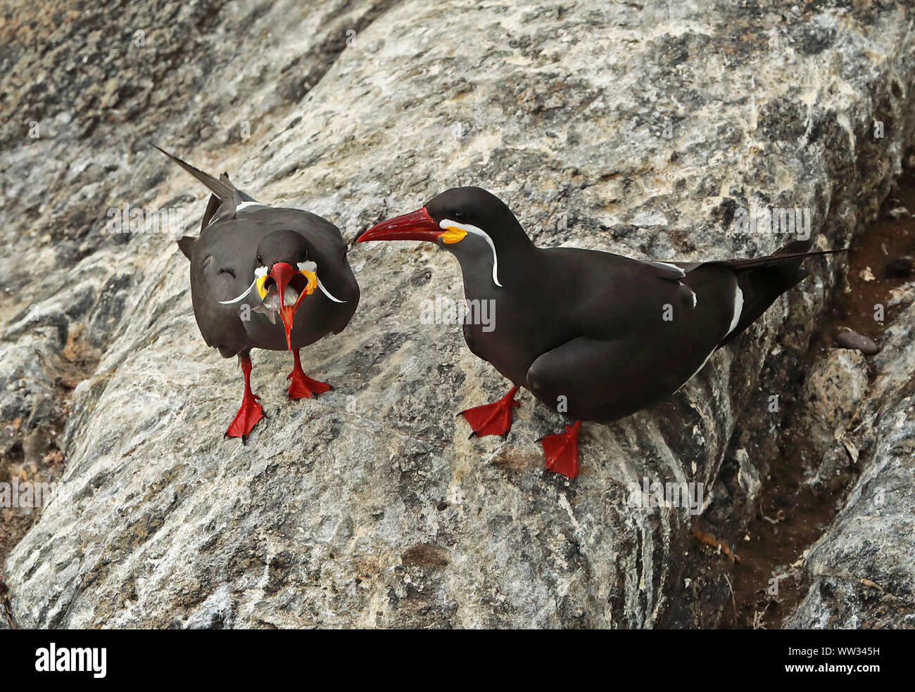 Inca Tern (Larosterna inca) pair displaying on cliff Chile January ...