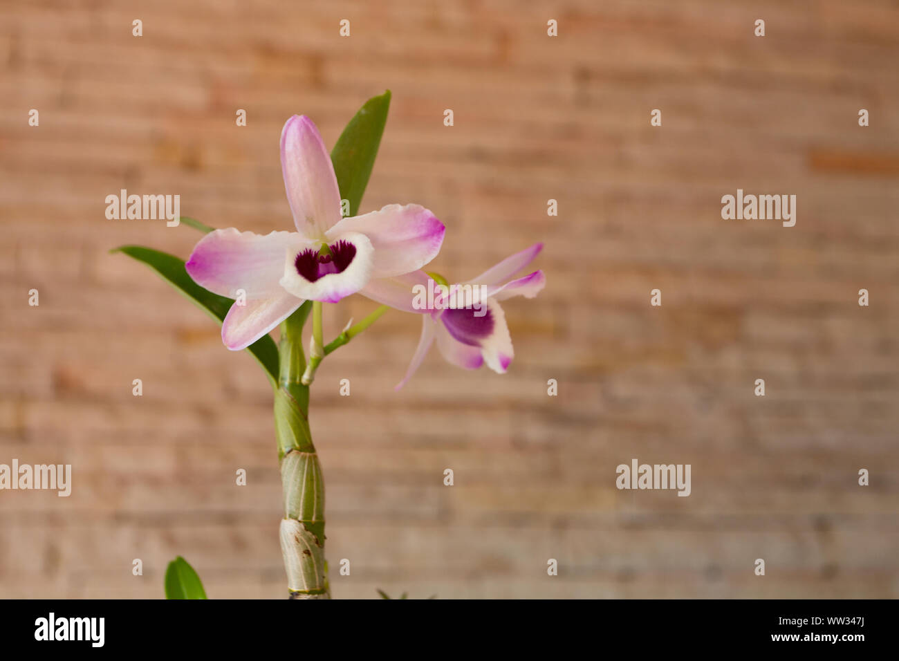 Noble dendrobium (Dendrobium nobile hybrid), Portuguese: Dendrobio ...