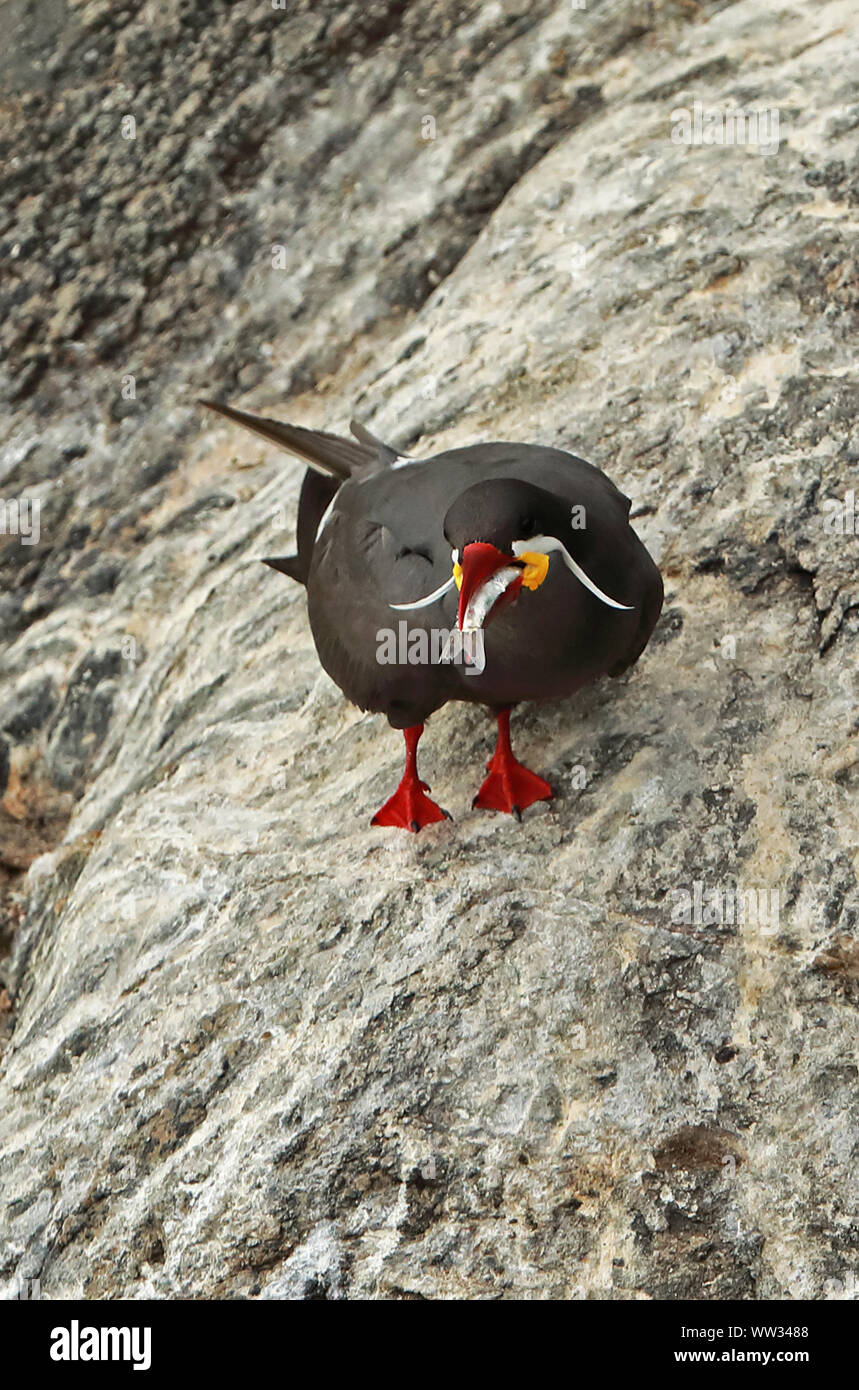 Inca Tern (Larosterna inca) adult on cliff with fish Chile January ...