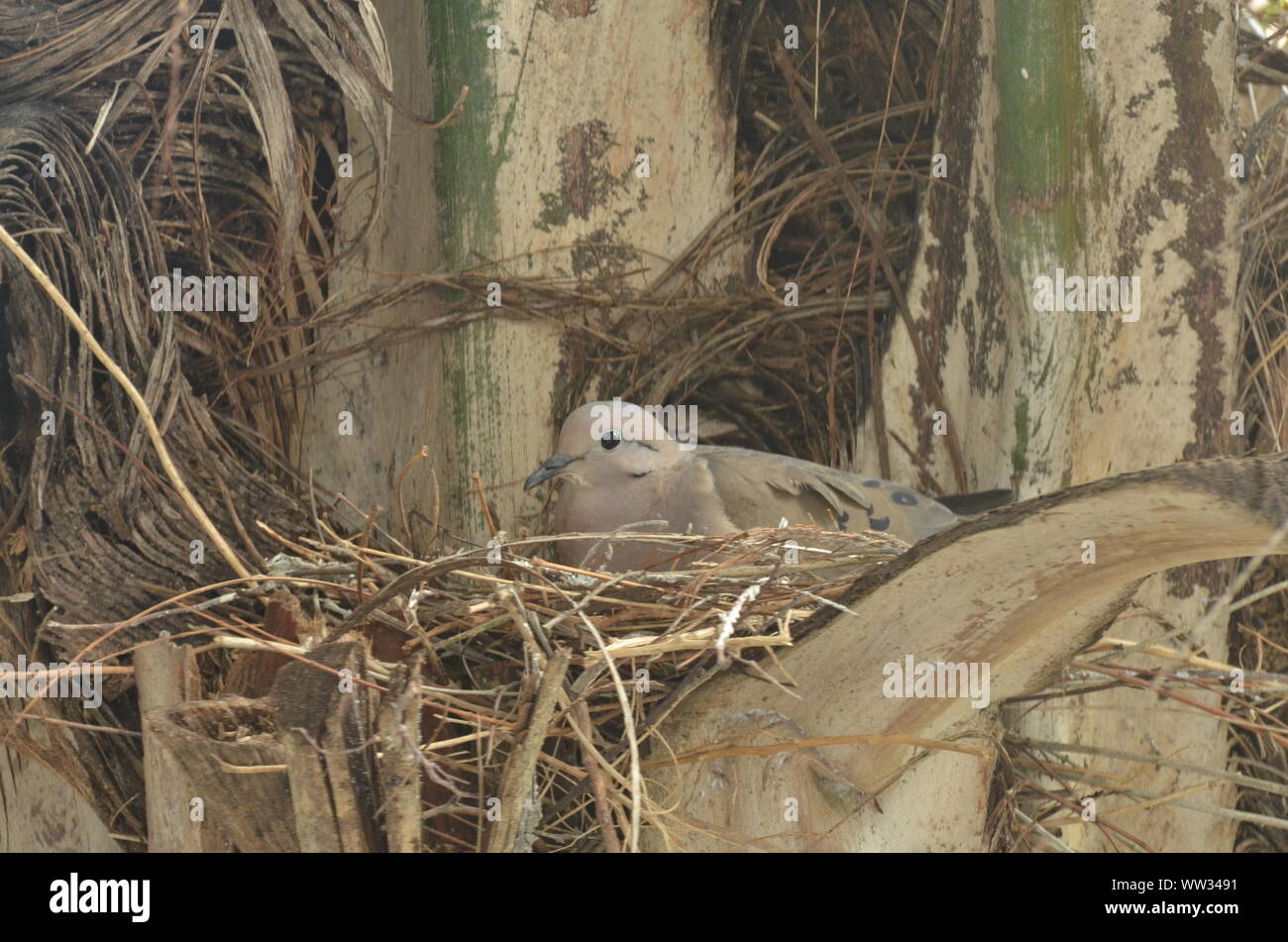 Bird nurturing and feeding baby birds Stock Photo - Alamy