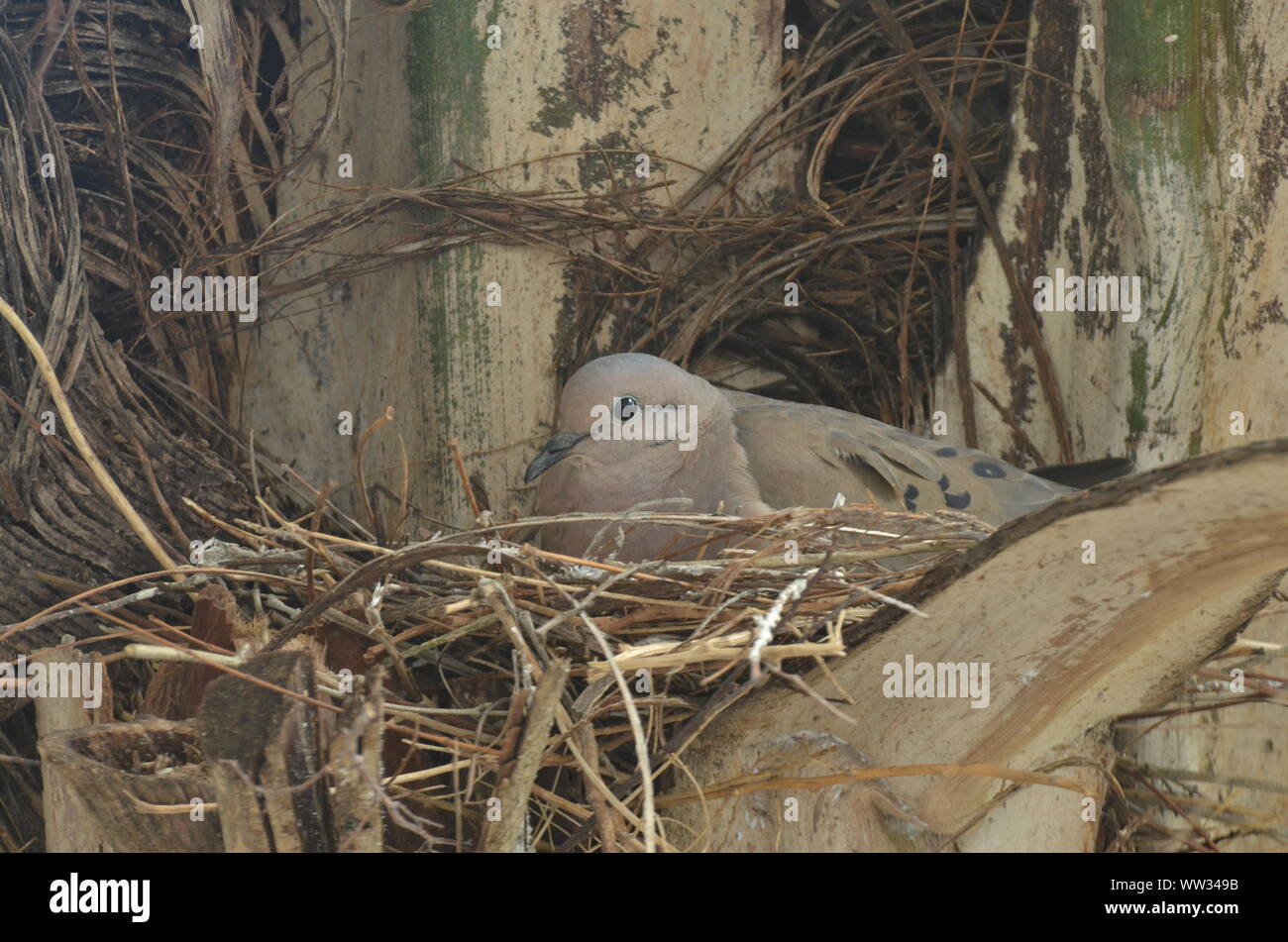 Bird nurturing and feeding baby birds Stock Photo - Alamy