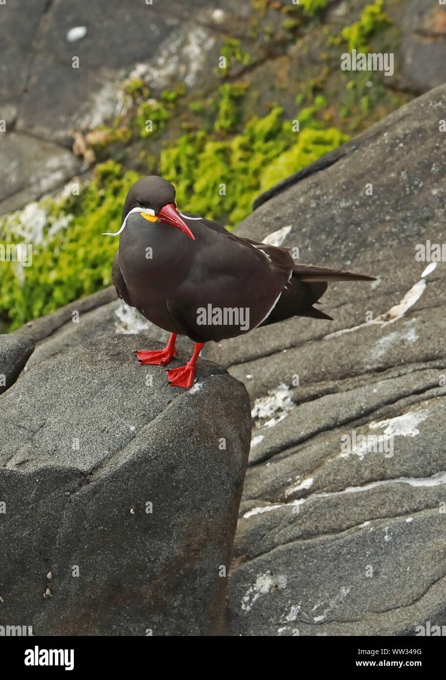 Inca Tern (Larosterna inca) adult standing on rock Chile January Stock ...