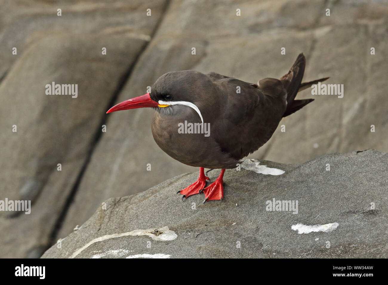 Inca Tern (Larosterna inca) adult standing on rock Chile January Stock ...
