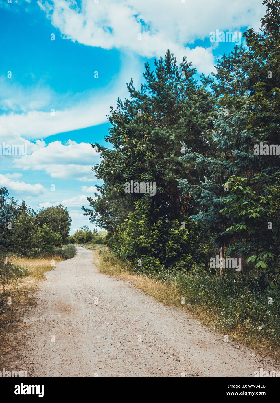lone path in the forest Stock Photo - Alamy