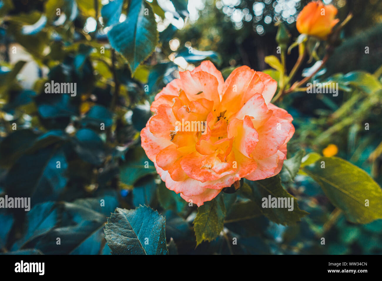 orange colored roses with darken background Stock Photo - Alamy