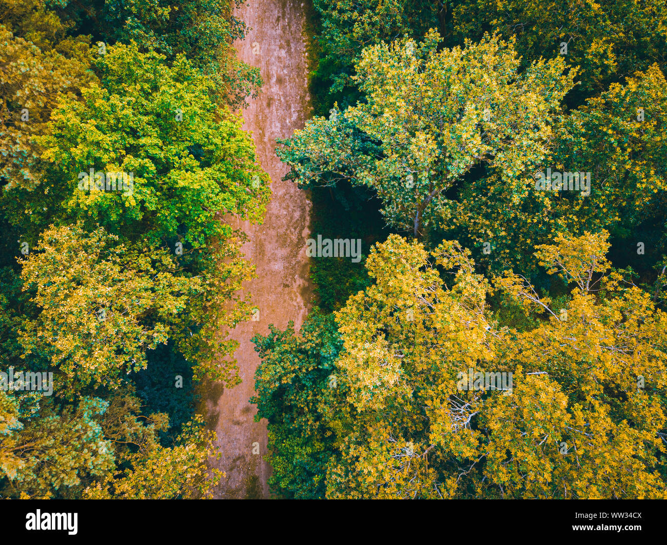 German forest path hi-res stock photography and images - Alamy