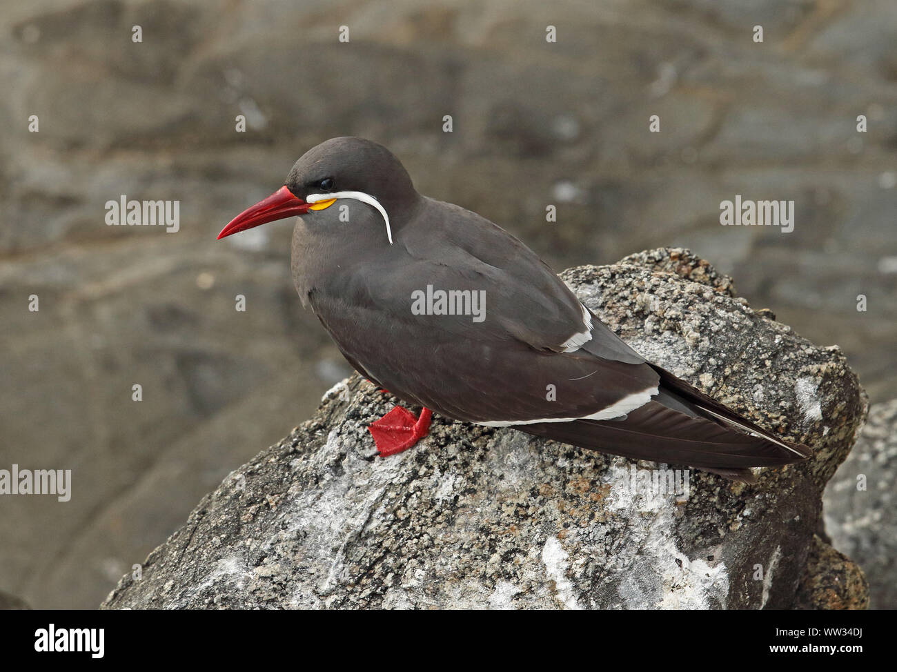 Inca Tern (Larosterna inca) adult standing on rock Chile January Stock ...