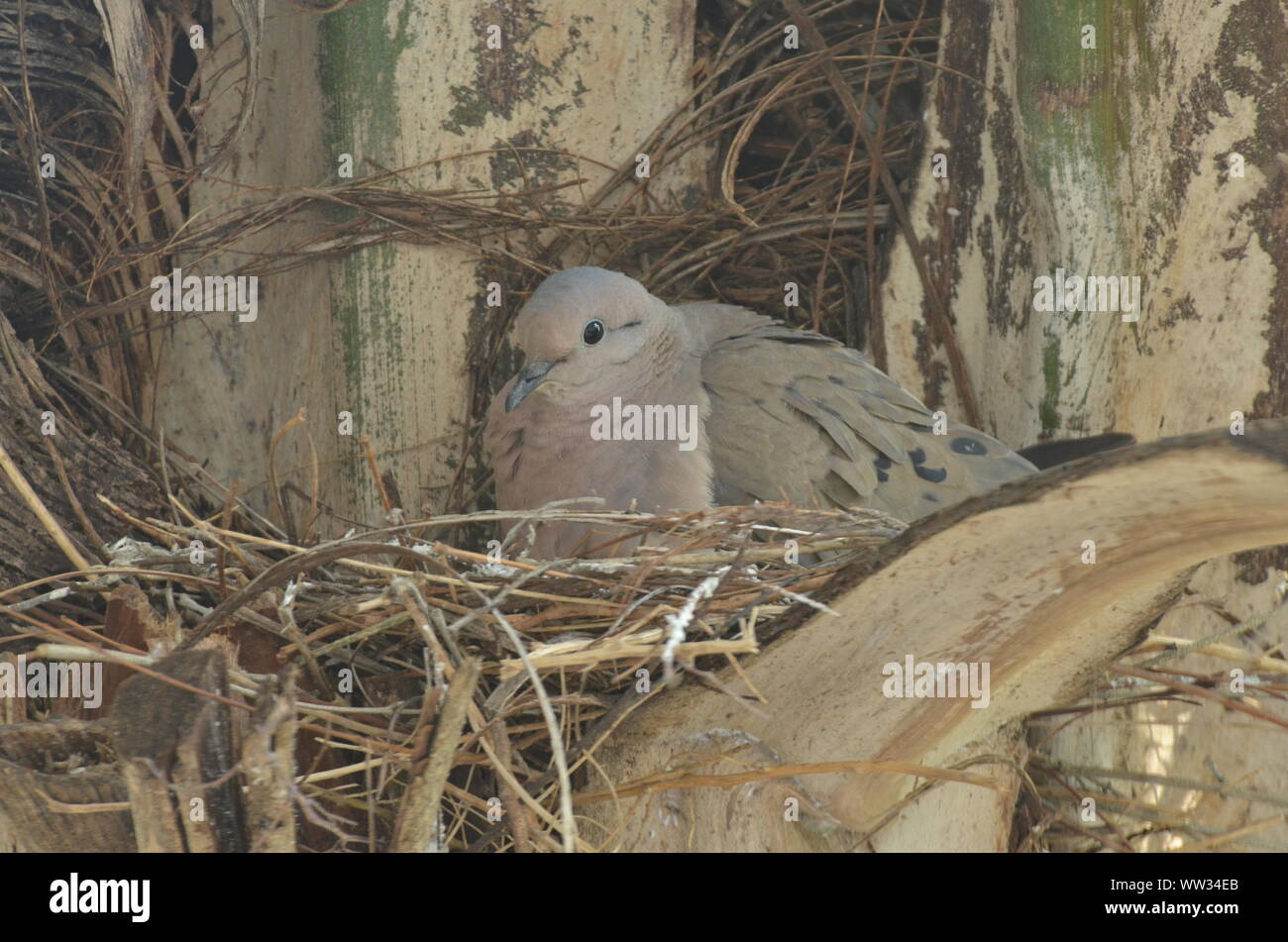 Bird nurturing and feeding baby birds Stock Photo - Alamy