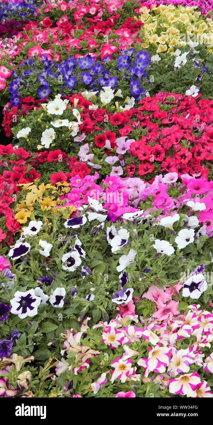 background of petunia flowers of many colors in spring Stock Photo - Alamy