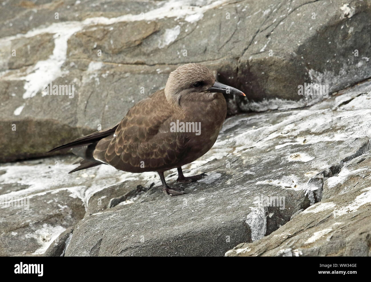 Juvenile inca tern hi-res stock photography and images - Alamy