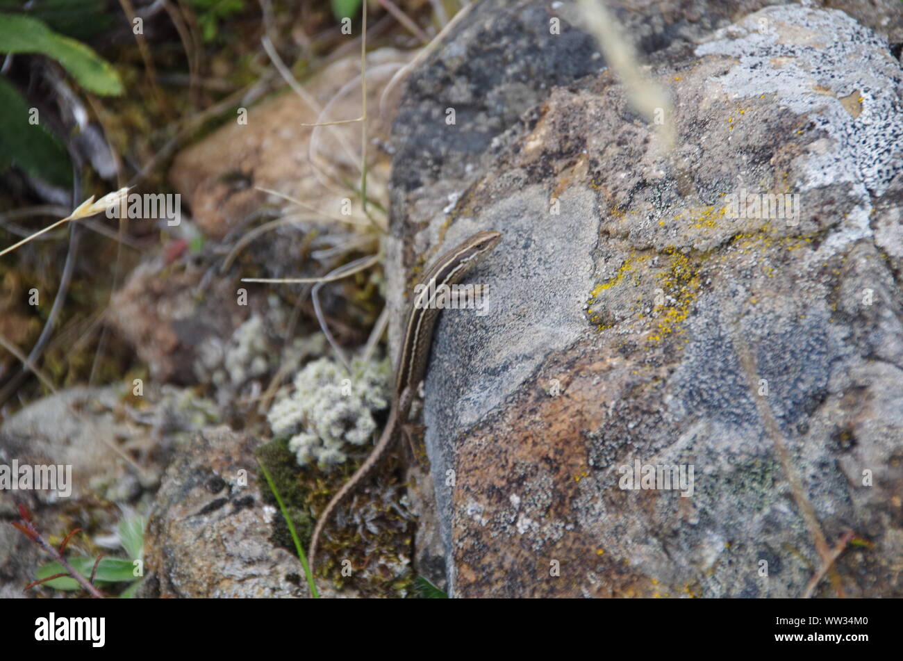 Common skink Lizard. Te Araroa Trail. Takitimu Track. Southland. South ...