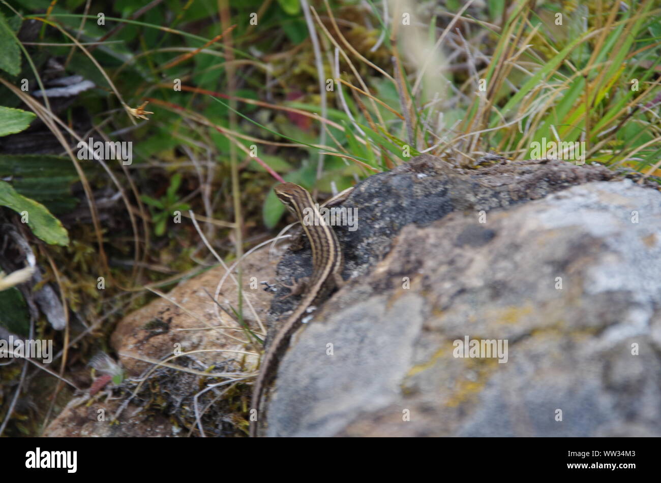 Common kiwi hi-res stock photography and images - Alamy