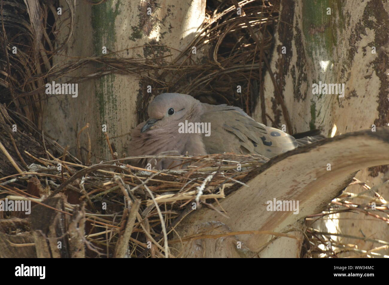 Bird nurturing and feeding baby birds Stock Photo - Alamy