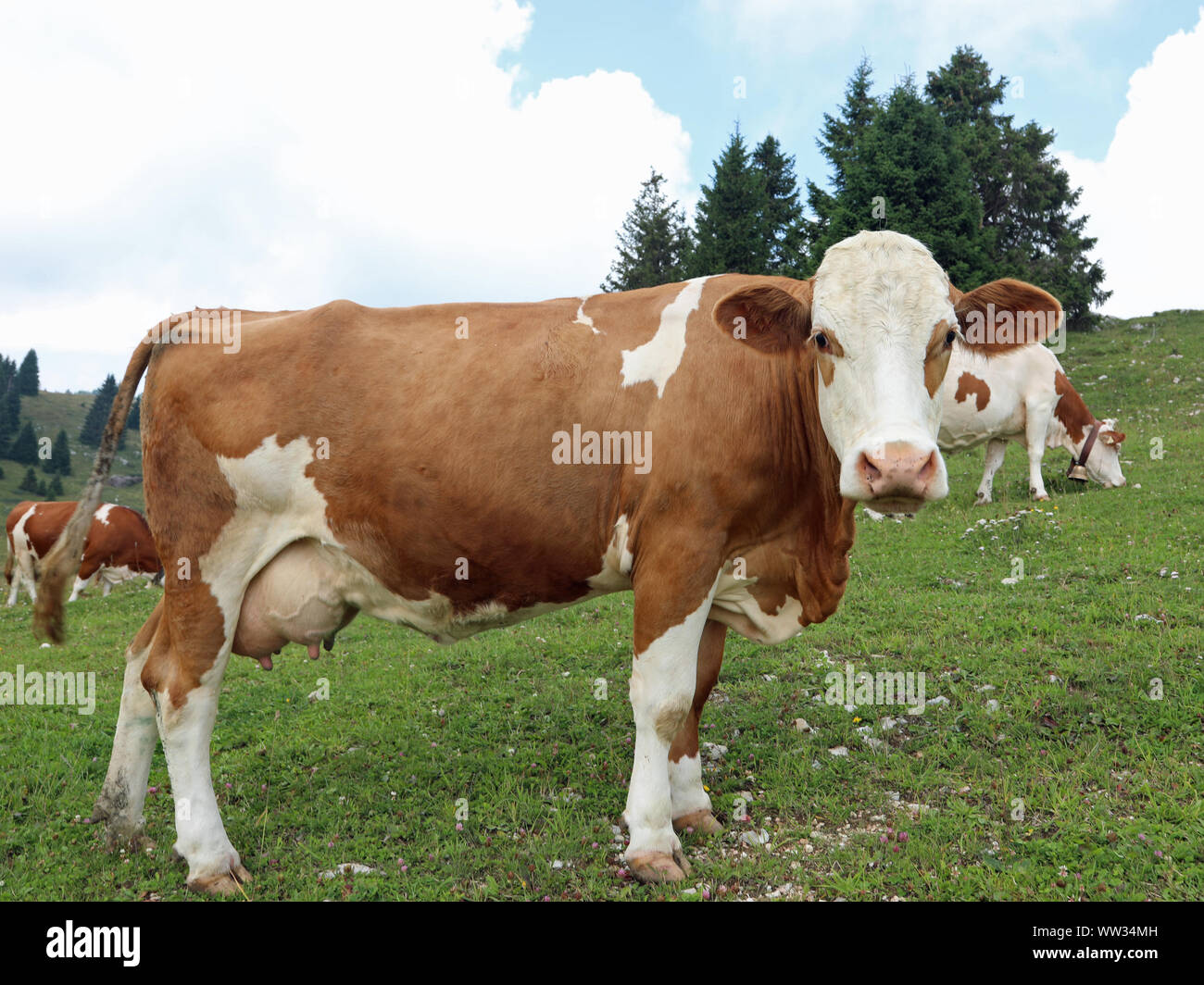 Maroon cow hi-res stock photography and images - Alamy