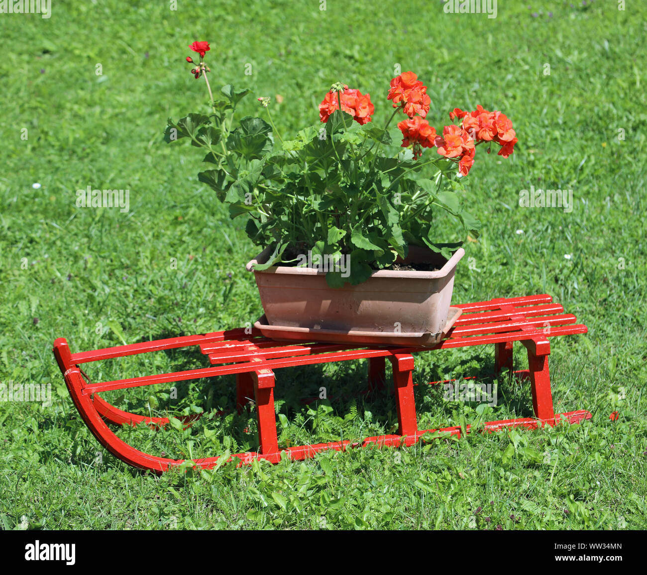 small red sled with geraniums on the green meadow in summer Stock Photo ...