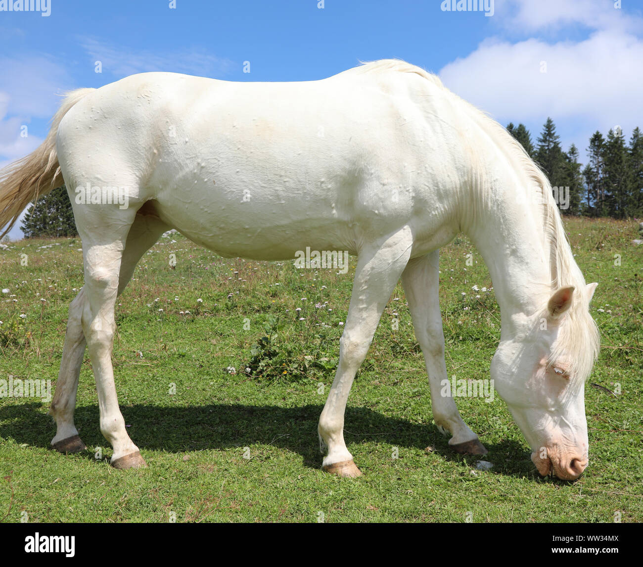 Albino horse hi-res stock photography and images - Alamy
