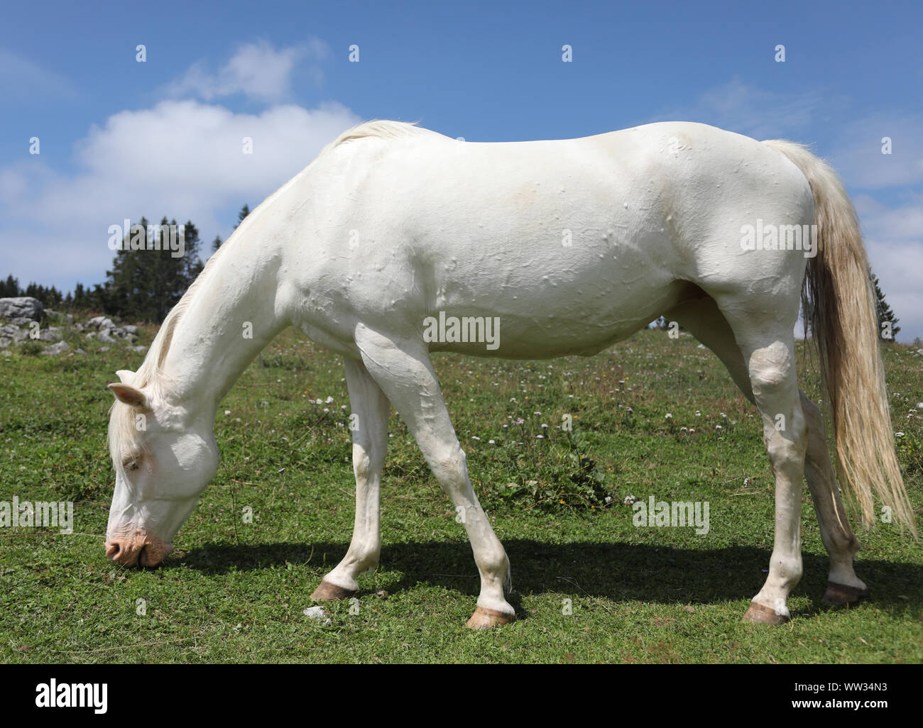 young white albino horse grazing green grass in meadow in mountain ...