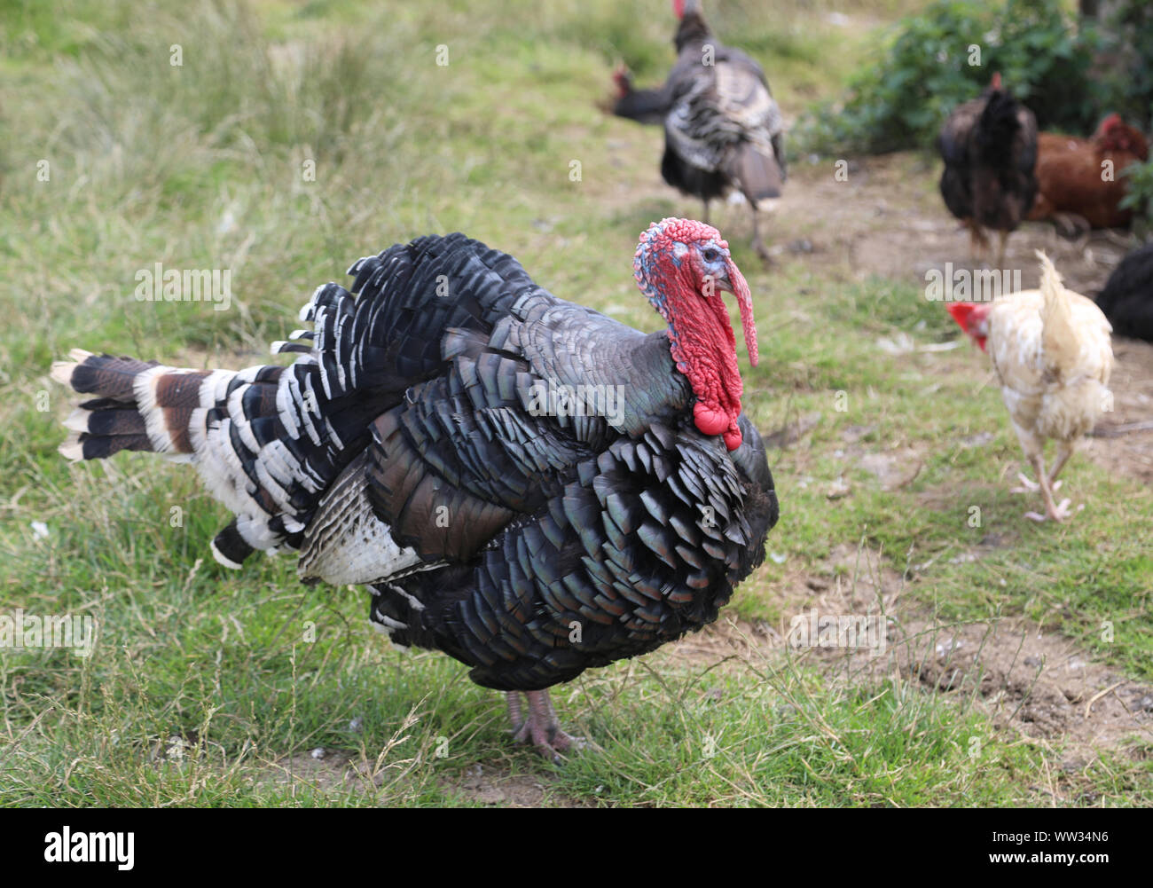 big turkey on the outdoor henhouse of a farm Stock Photo - Alamy