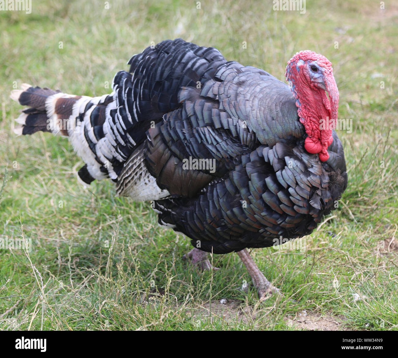 Red wattle on forehead hi-res stock photography and images - Alamy