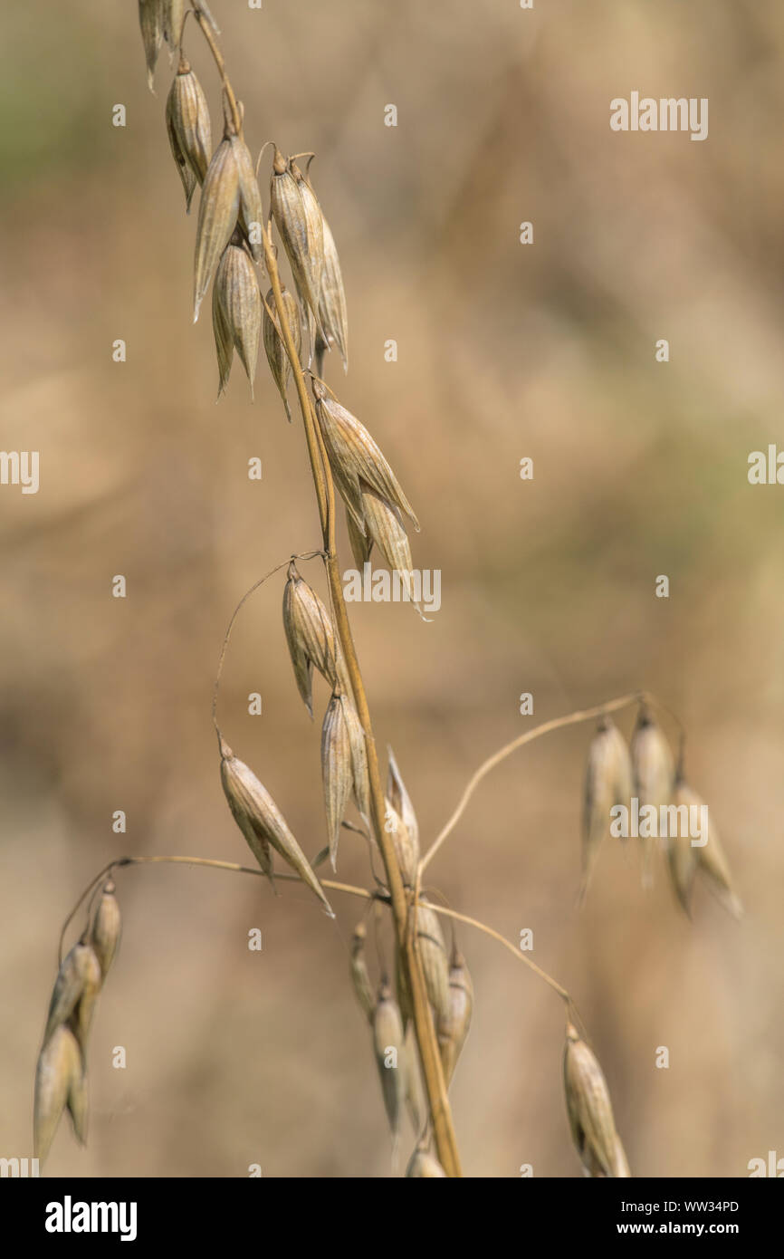 Macro close-up shot ripening Oats / Avena sativa growing in sunny UK ...