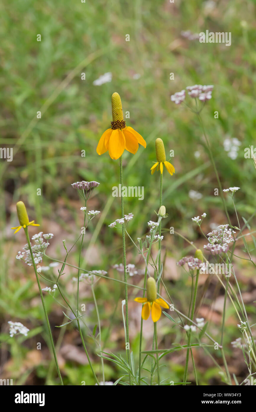 Ratibida Plant High Resolution Stock Photography and Images - Alamy