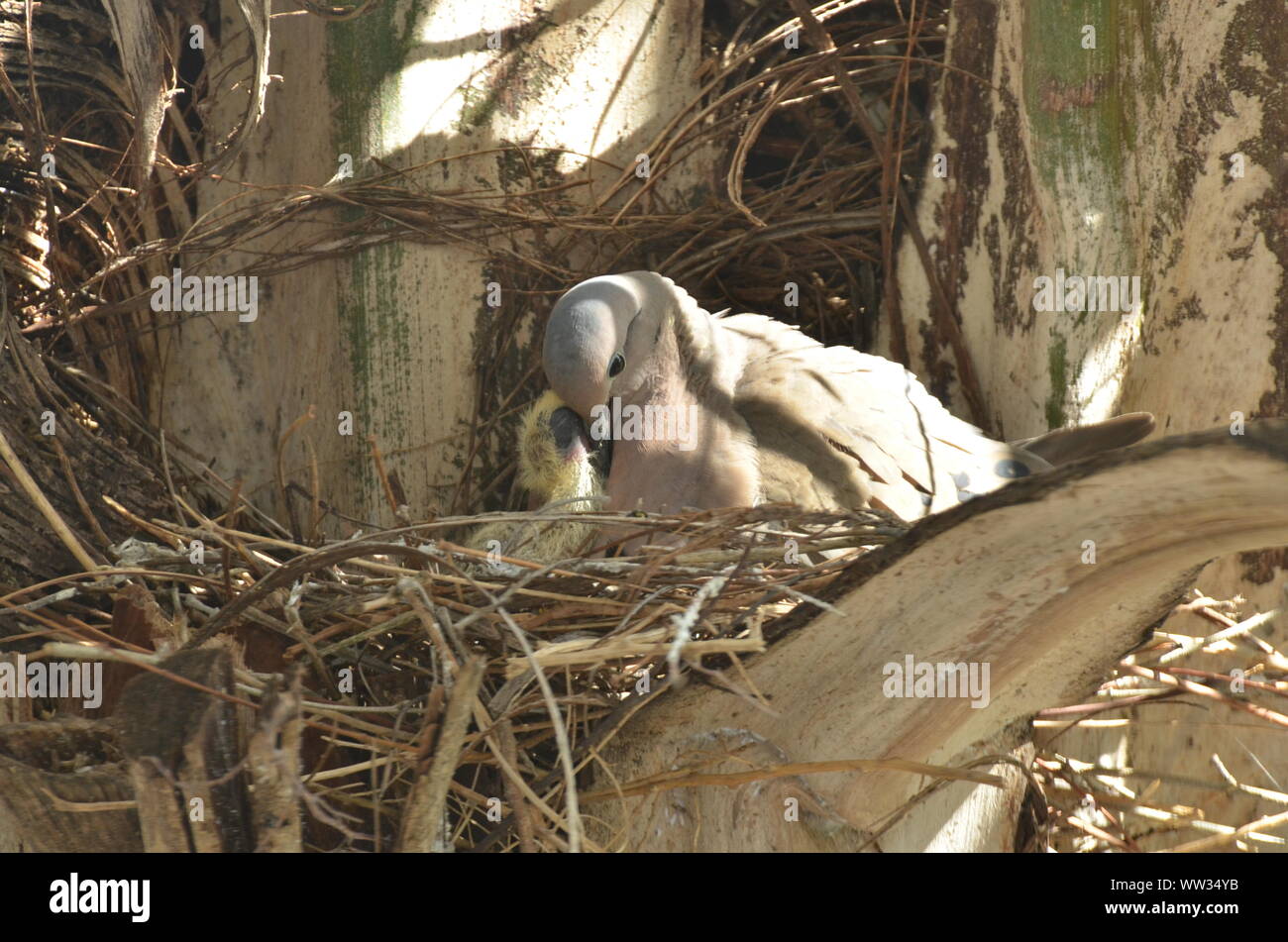 Bird nurturing and feeding baby birds Stock Photo - Alamy
