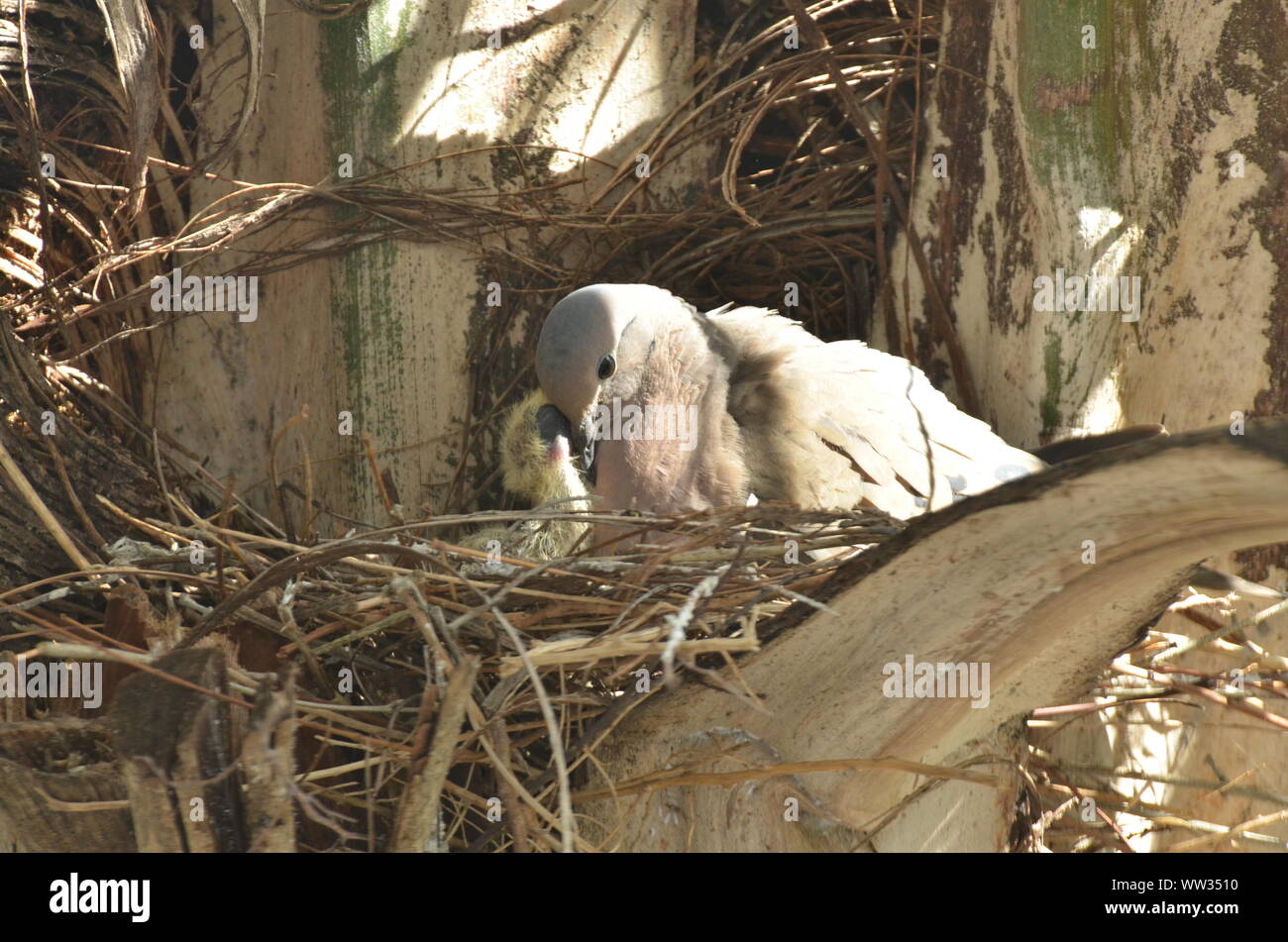 Bird nurturing and feeding baby birds Stock Photo - Alamy