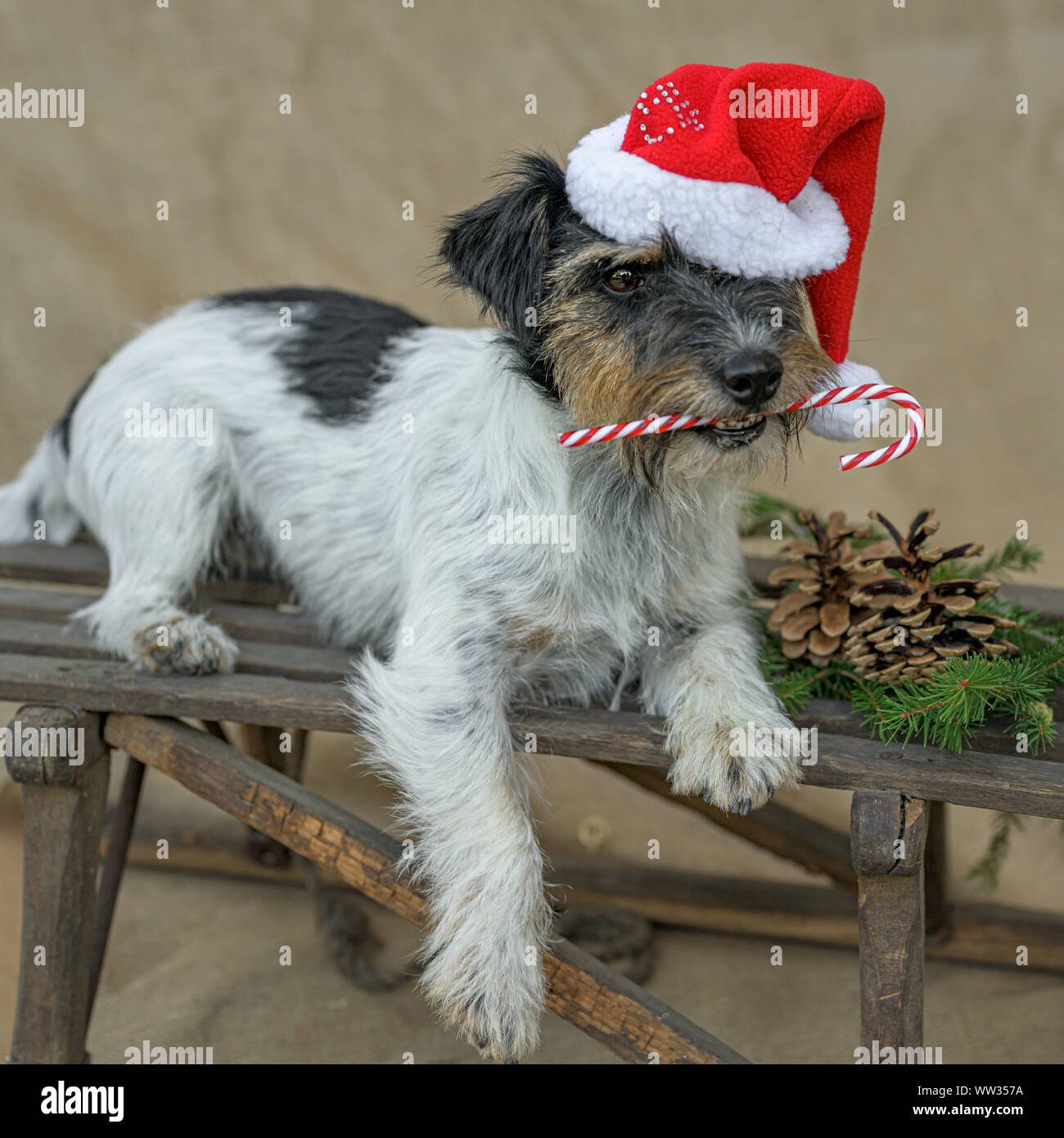 Little dog is holding a candy cane in his mouth in front of brown ...