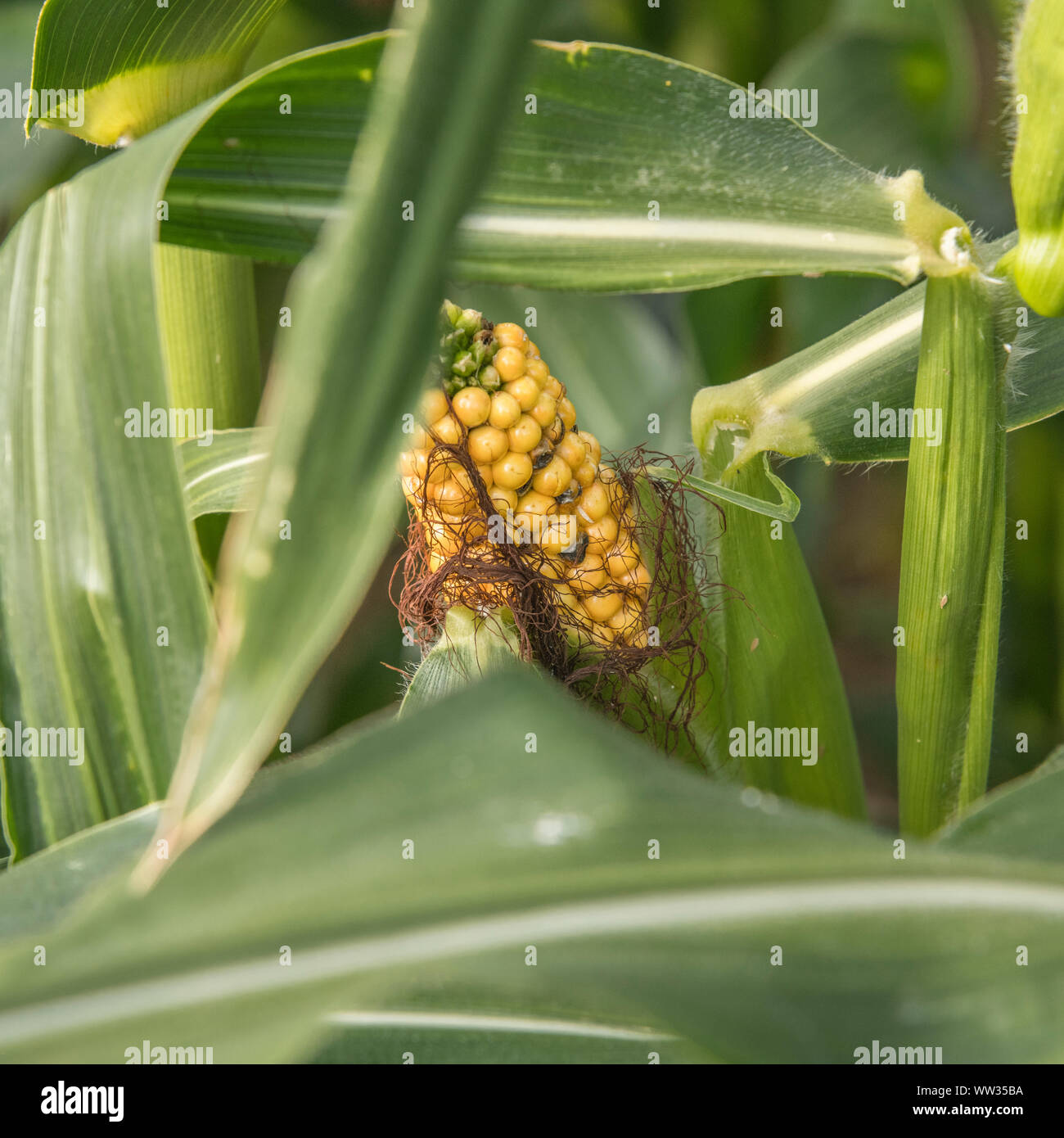 Female sweetcorn flowers hi-res stock photography and images - Alamy