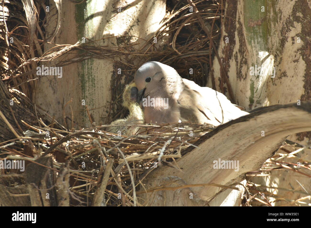 Bird nurturing and feeding baby birds Stock Photo - Alamy