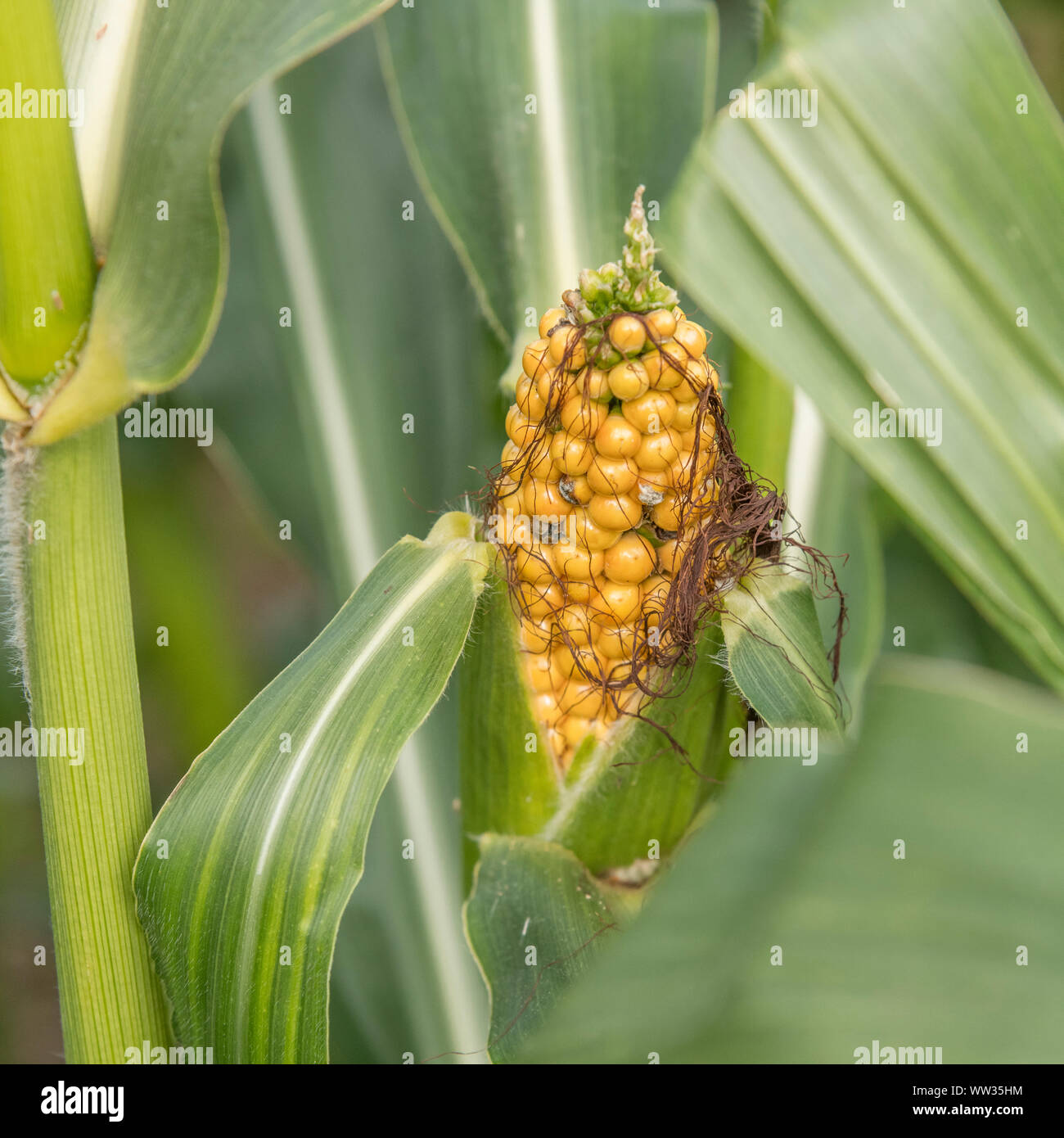 Maize / Sweetcorn / Zea mays growing in Cornwall field for animal feed ...