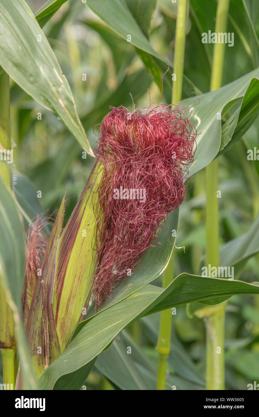 Male And Female Parts Of Corn
