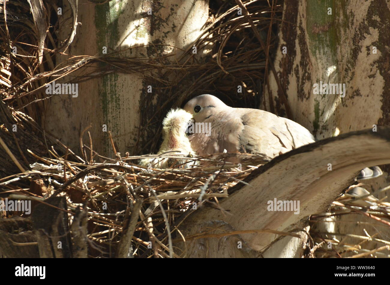 Bird nurturing and feeding baby birds Stock Photo - Alamy