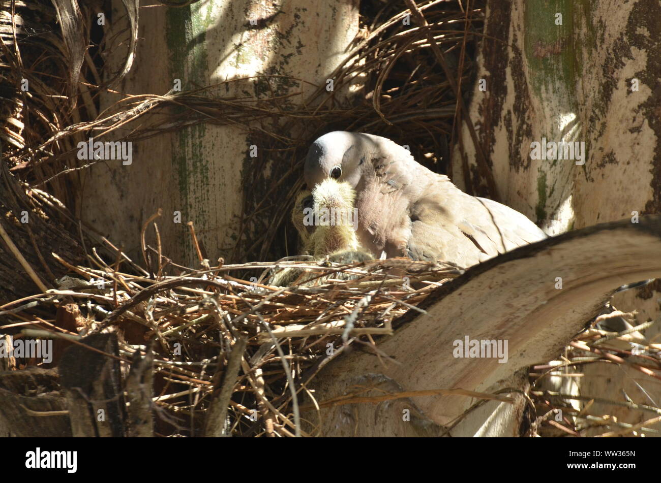 Bird nurturing and feeding baby birds Stock Photo - Alamy