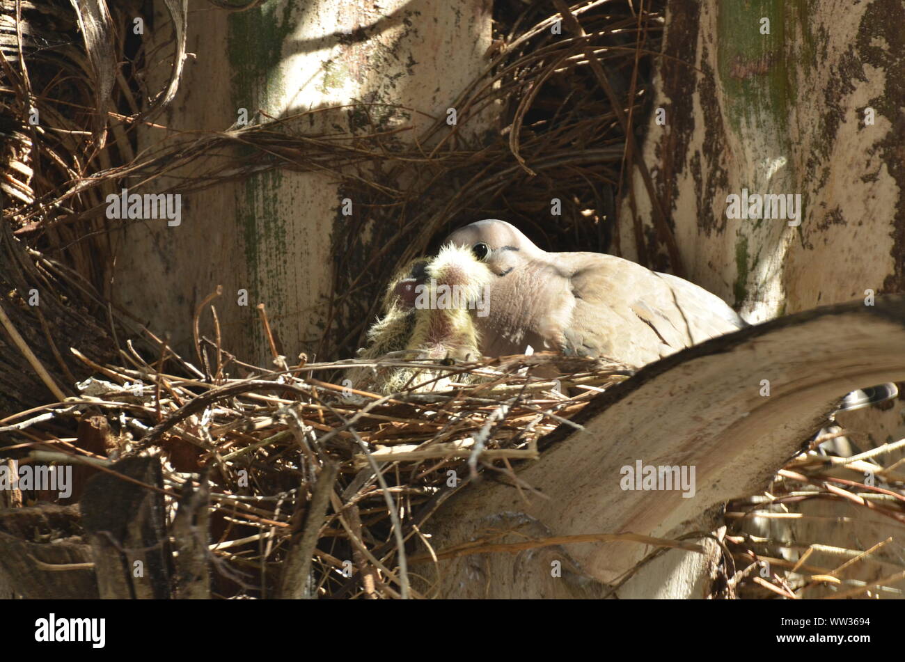 Bird nurturing and feeding baby birds Stock Photo - Alamy