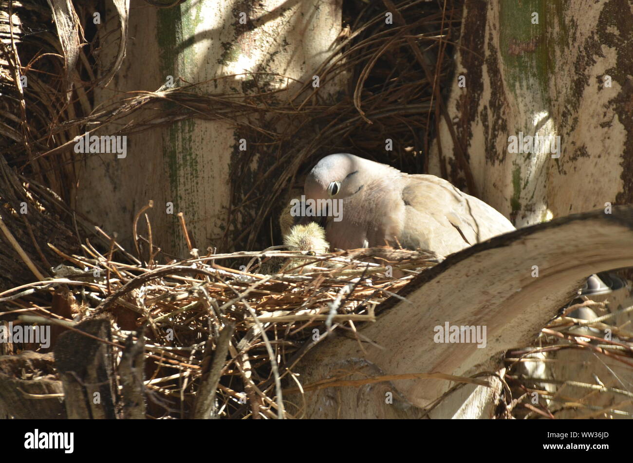 Bird nurturing and feeding baby birds Stock Photo - Alamy