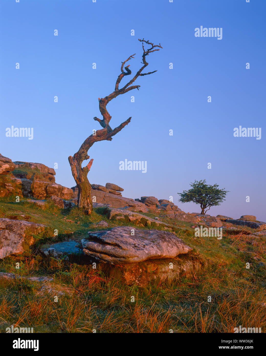 Combestone Rocks with hawthorn trees dead and alive at sunrise Stock ...