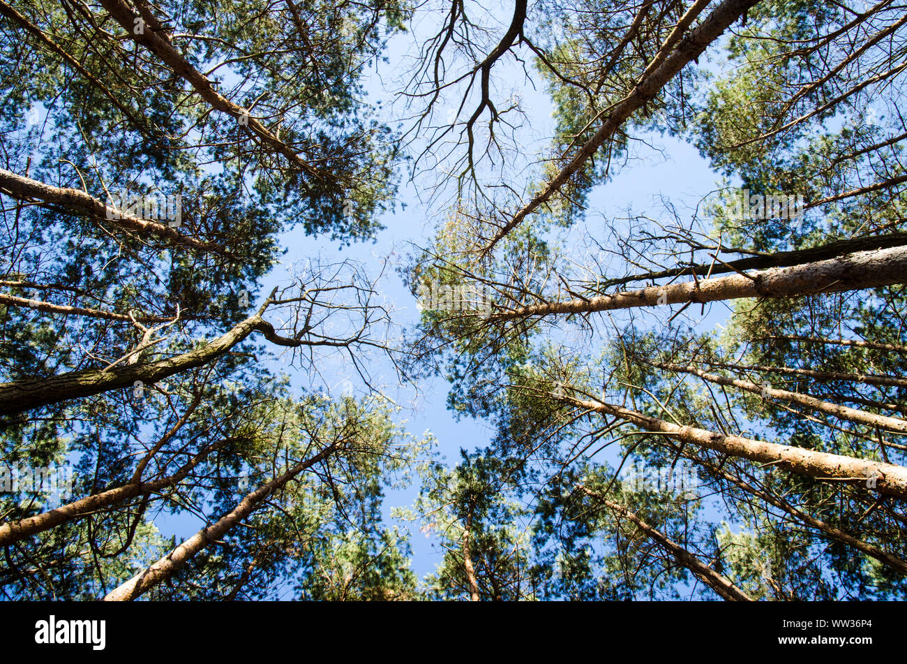 view to the top of trees Stock Photo - Alamy
