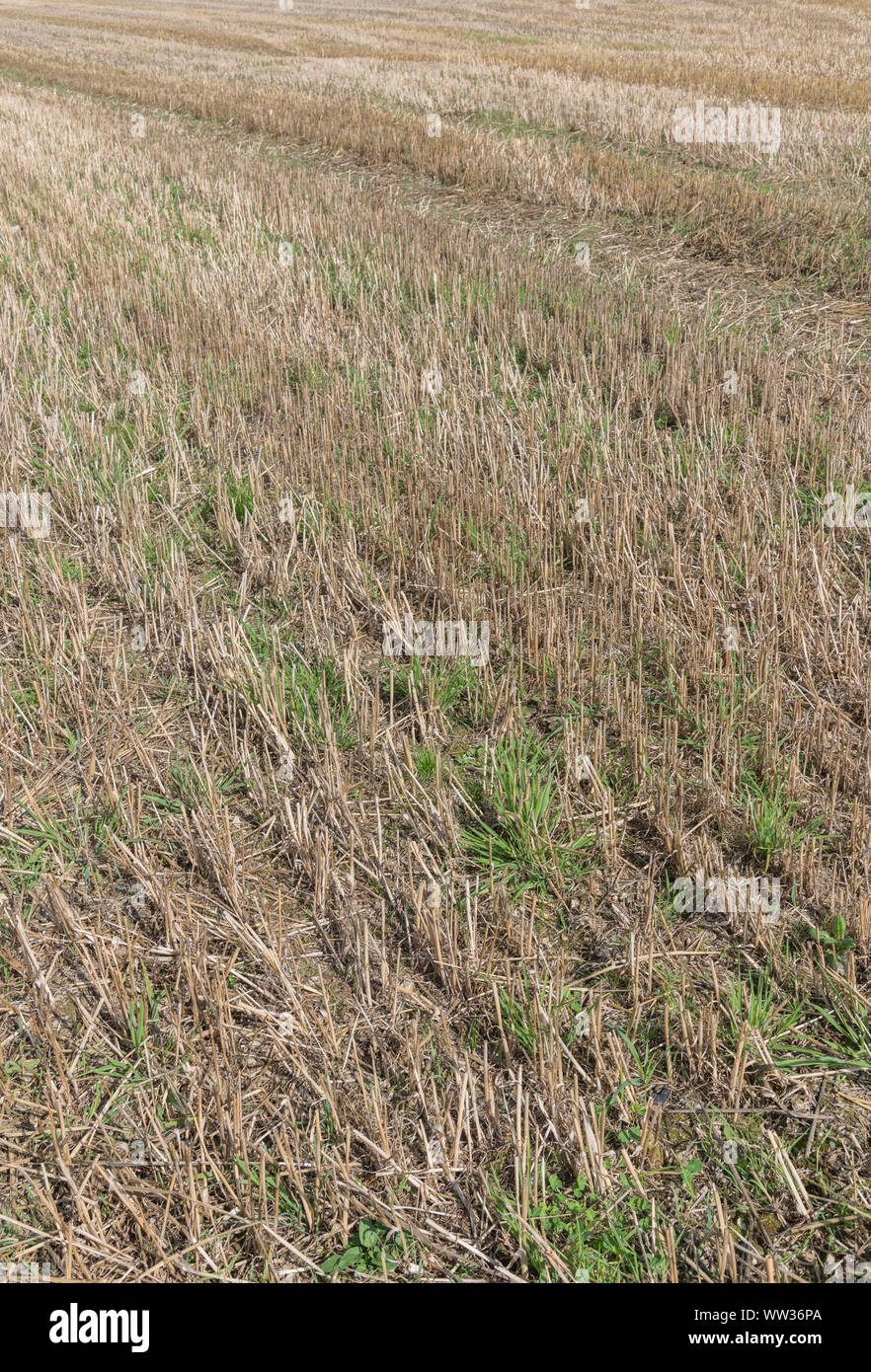 Avena blanca hi-res stock photography and images - Alamy
