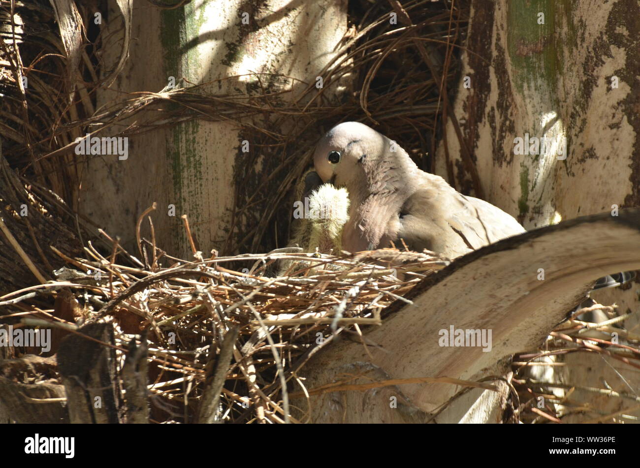 Bird nurturing and feeding baby birds Stock Photo - Alamy