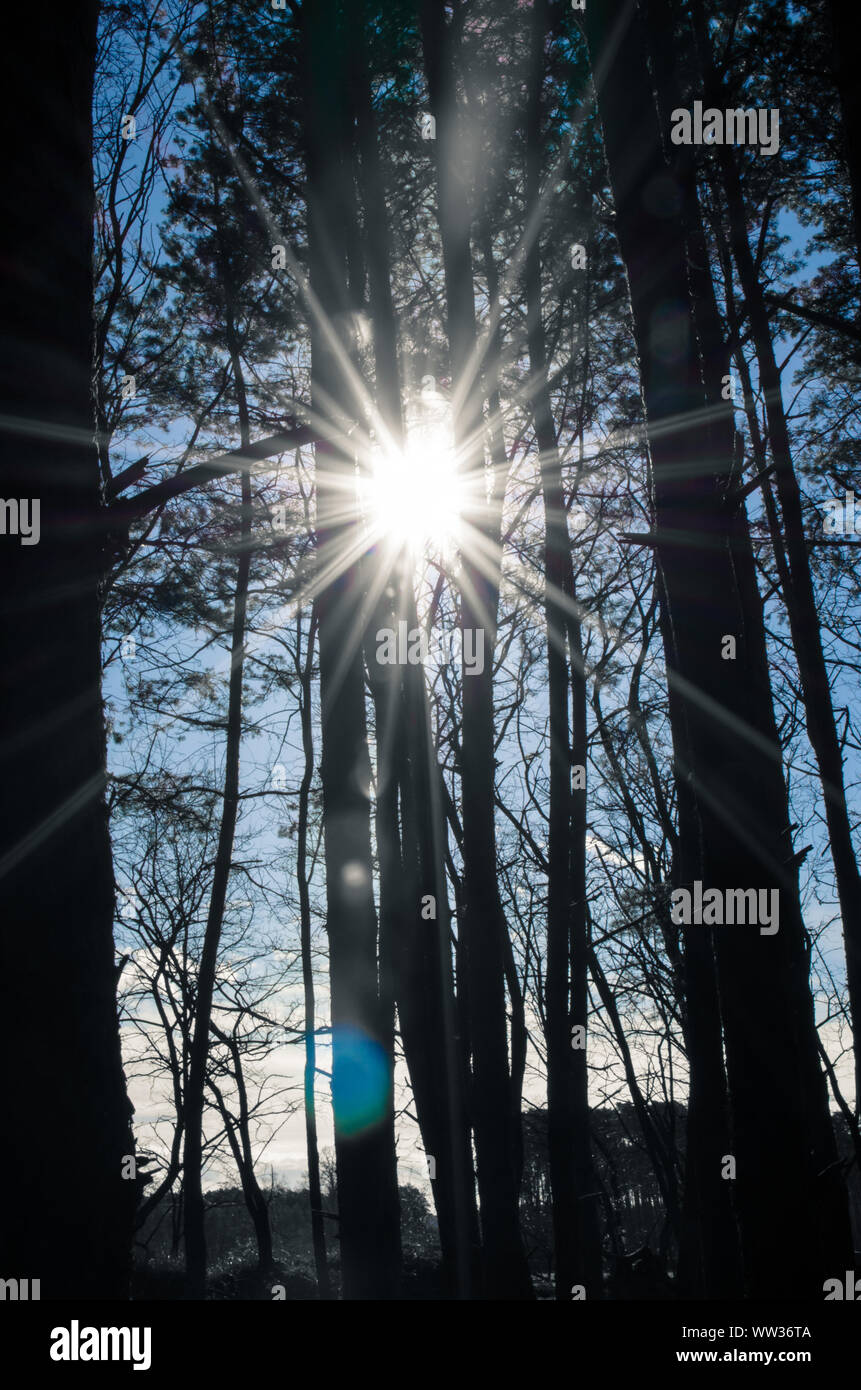 shining sun and tall tree trunks Stock Photo - Alamy