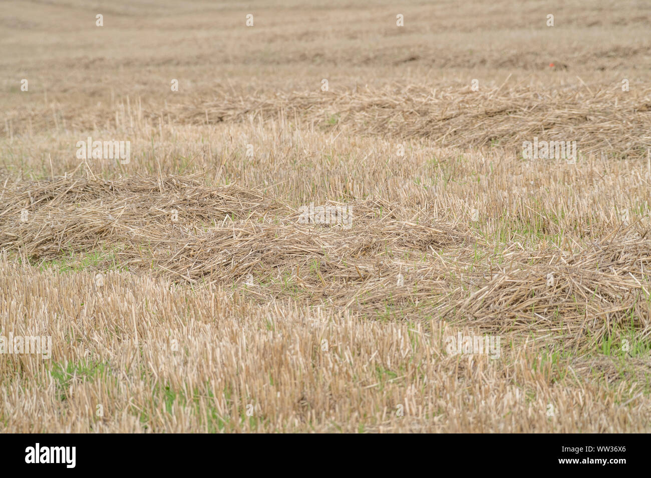 Autumn stubble field after harvested cereal crop (Oat stubble here ...