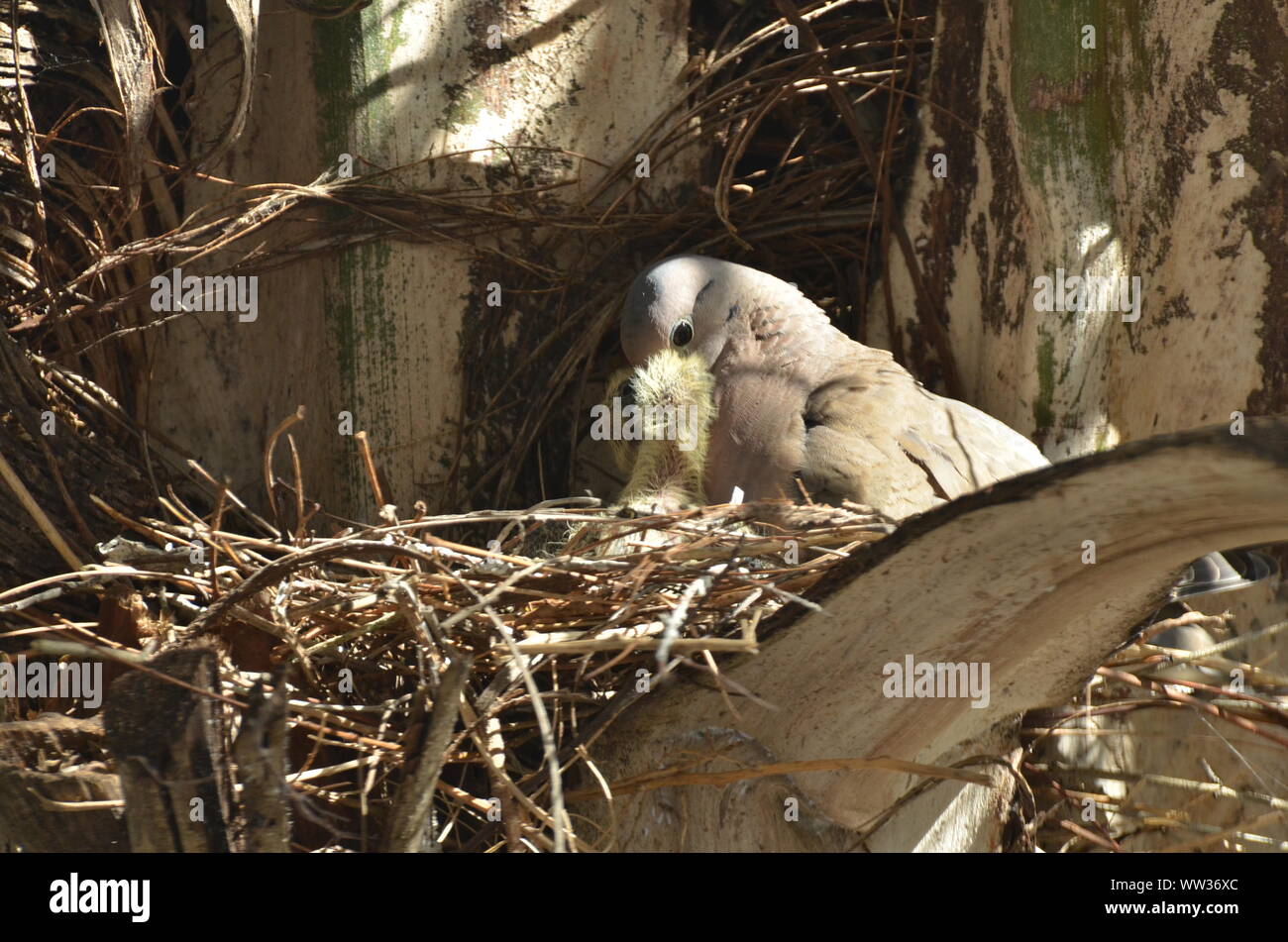 Bird nurturing and feeding baby birds Stock Photo - Alamy