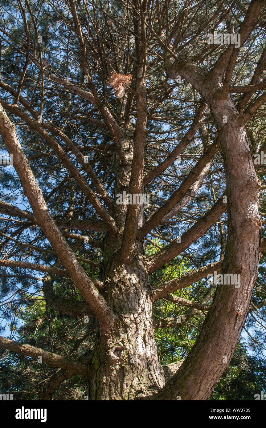 thick branches of a tall pine tree on sunny day seen from below Stock ...