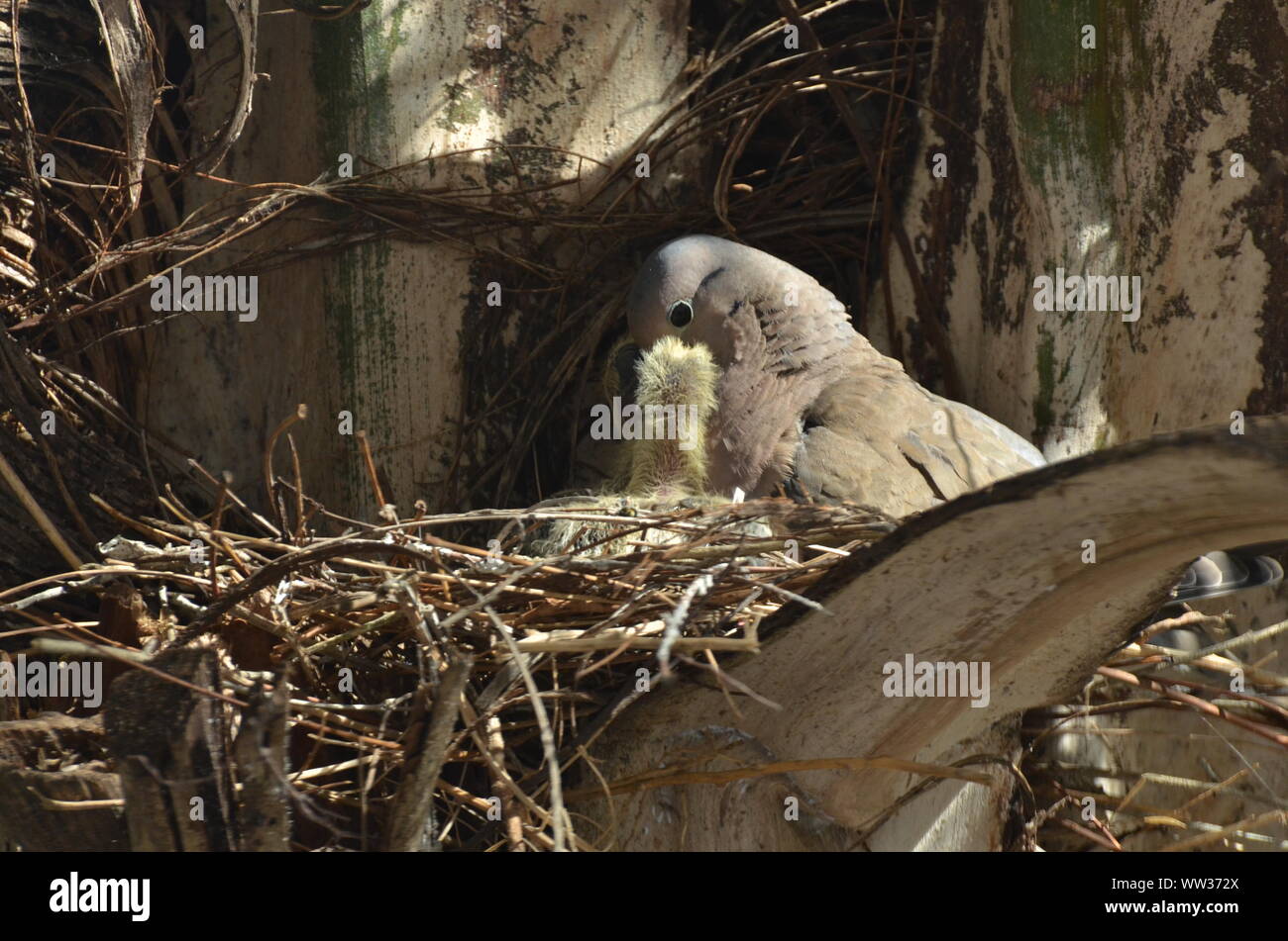 Bird nurturing and feeding baby birds Stock Photo - Alamy