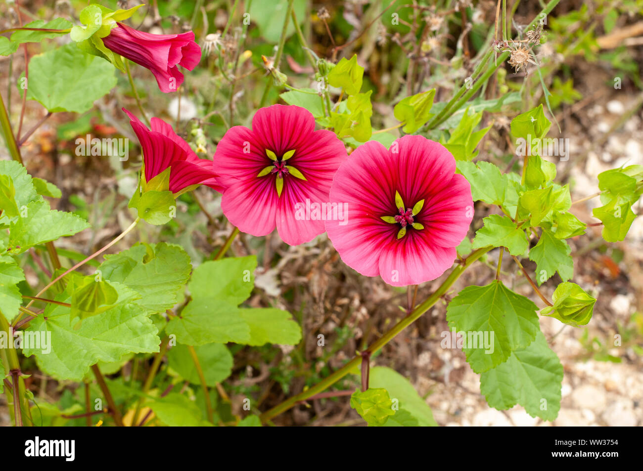 close-up of beautiful flowering plants with red petals of mallow family ...