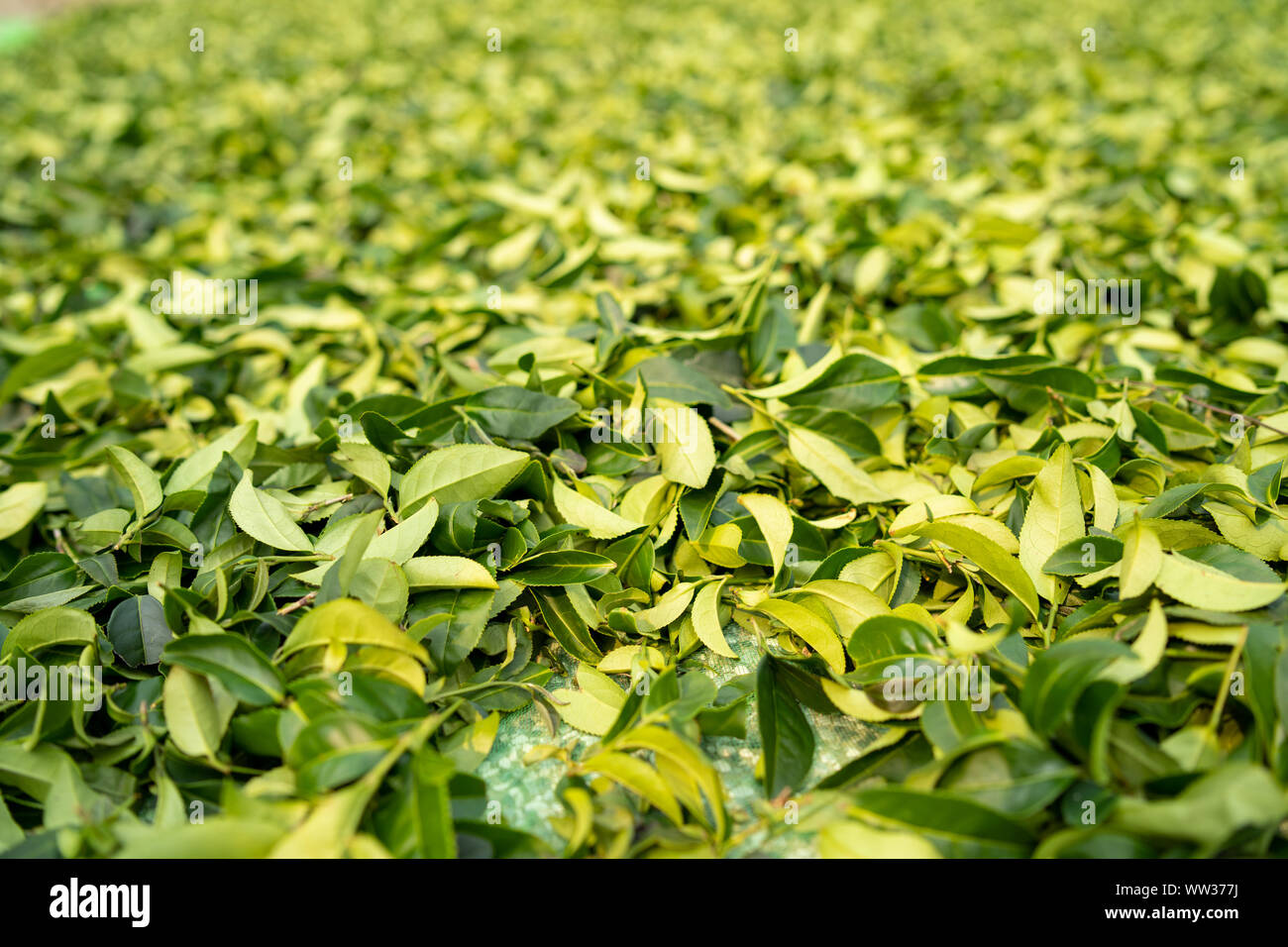 Fresh tea leaves spread out on the ground to dry in the summer sun of ...