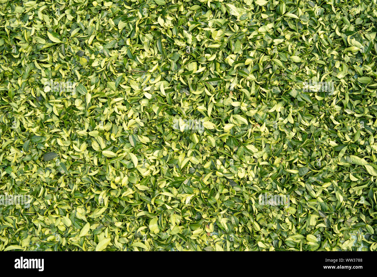 Tea processing hi-res stock photography and images - Alamy